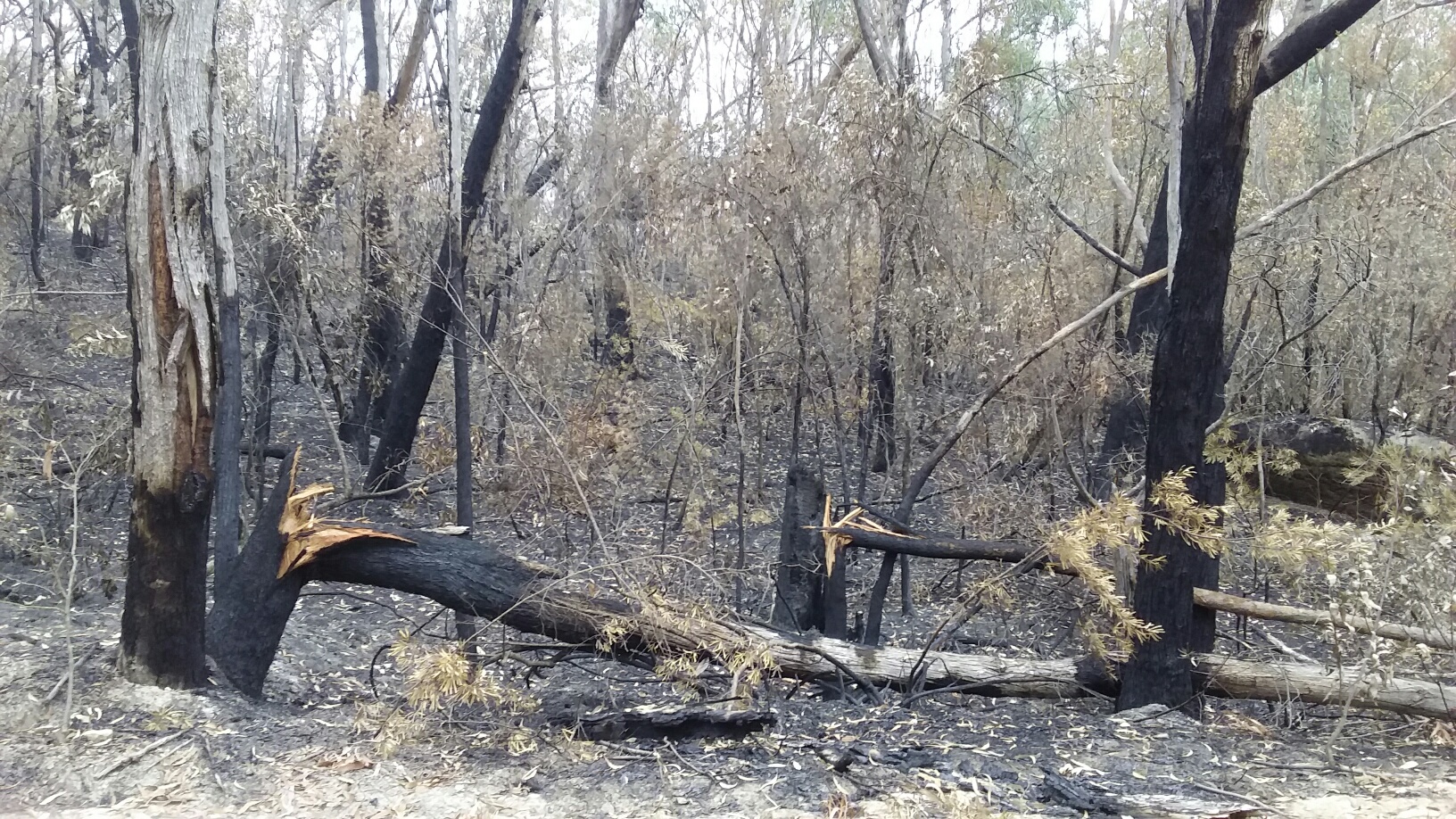 Update on Fires in Bundanoon and Santi | Santi Forest Monastery